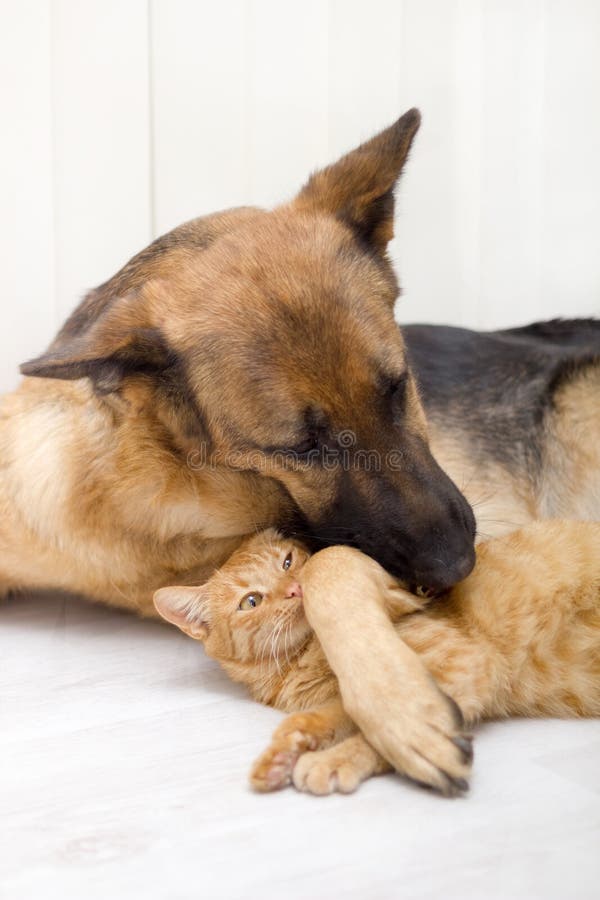 Perro De Pastor Alemán Del Perrito Y Un Gato. Foto de archivo - Imagen ...