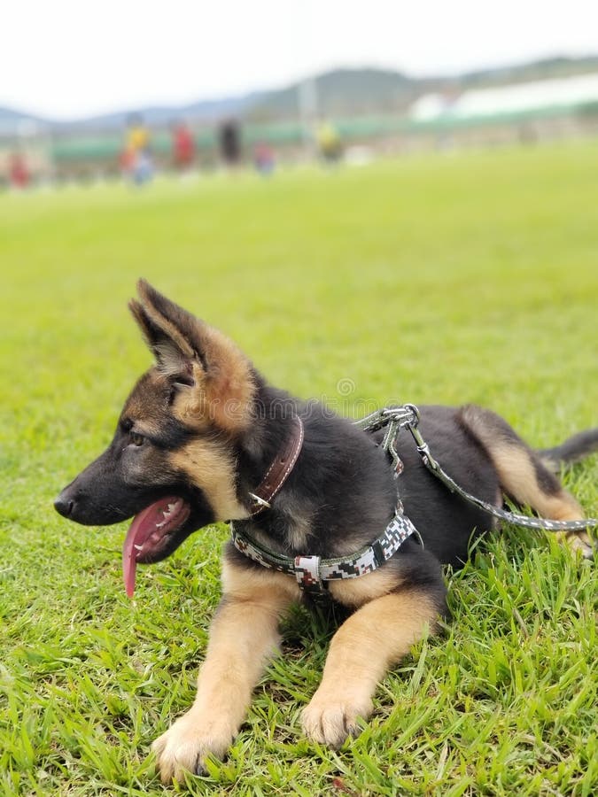 Pastor aleman dog stock image. Image of natural, pastor - 121462535