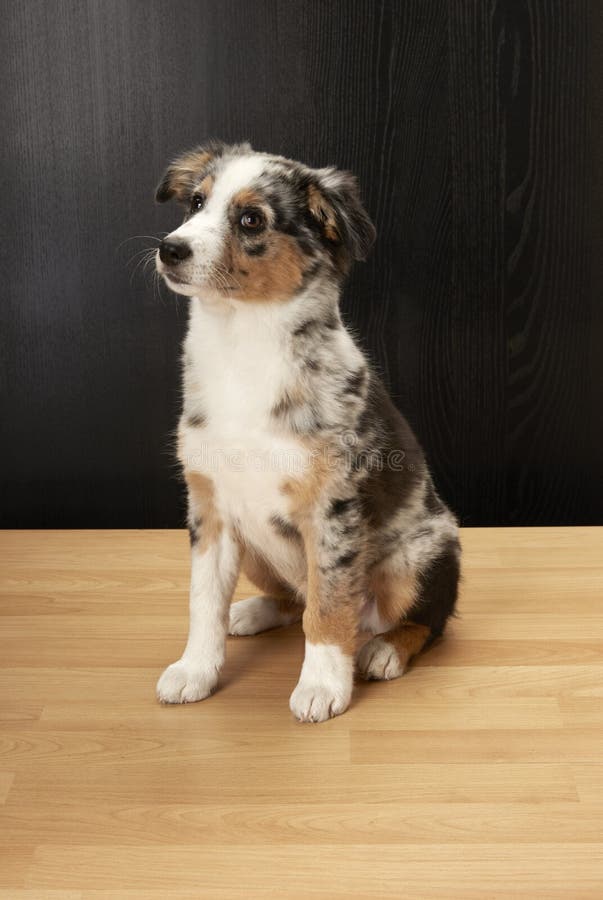 Pastor americano Puppy foto de archivo. Imagen de perrito - 117359226