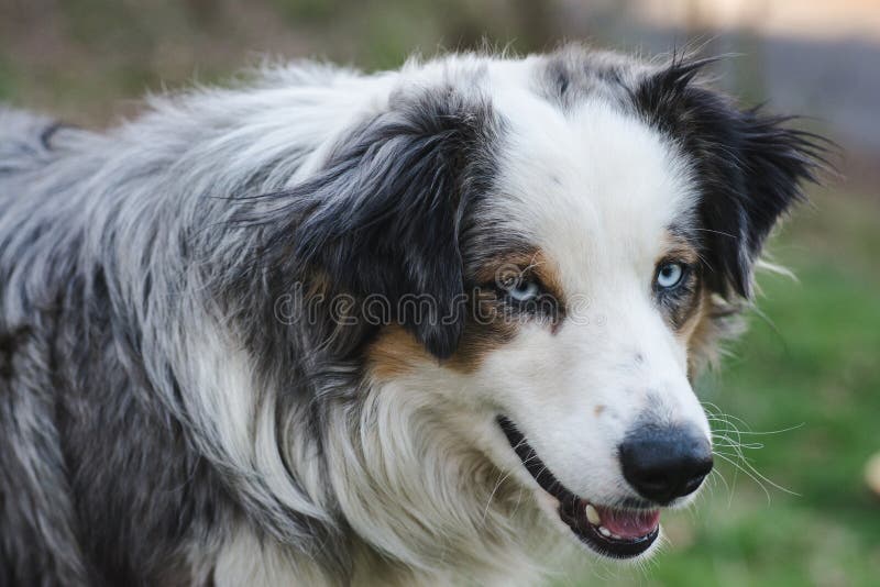 Pastor Azul Del Australiano De Merle Foto de archivo - Imagen de perro ...
