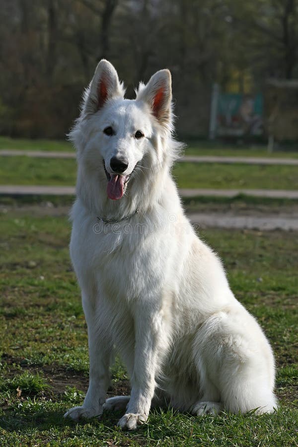 Cão-pastor Europeu Do Leste Do Puro-sangue No Campo Foto de Stock ...