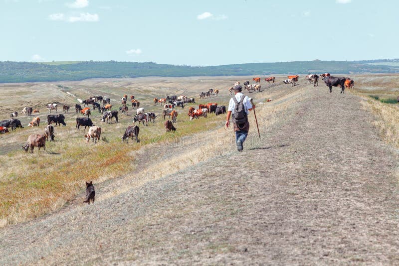 Pastor con vacas foto de archivo. Imagen de becerro - 252378624