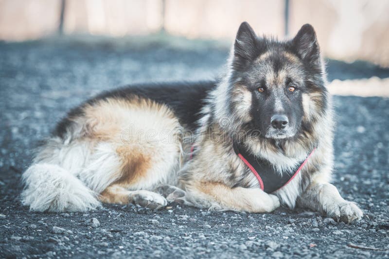 Pastor Dog Lying on the Street Stock Image - Image of mammal, ground ...