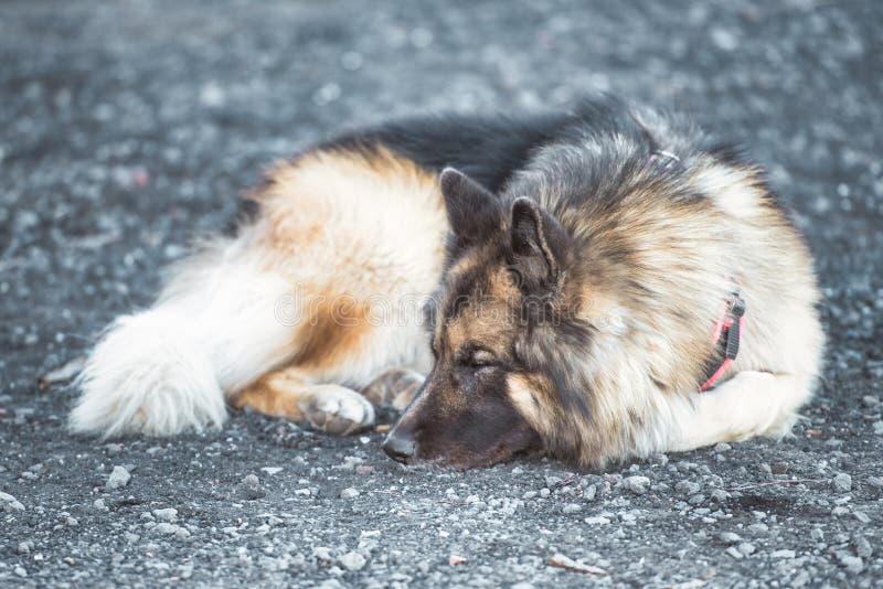 Pastor Dog Sleeps on the Ground Stock Image - Image of friends ...