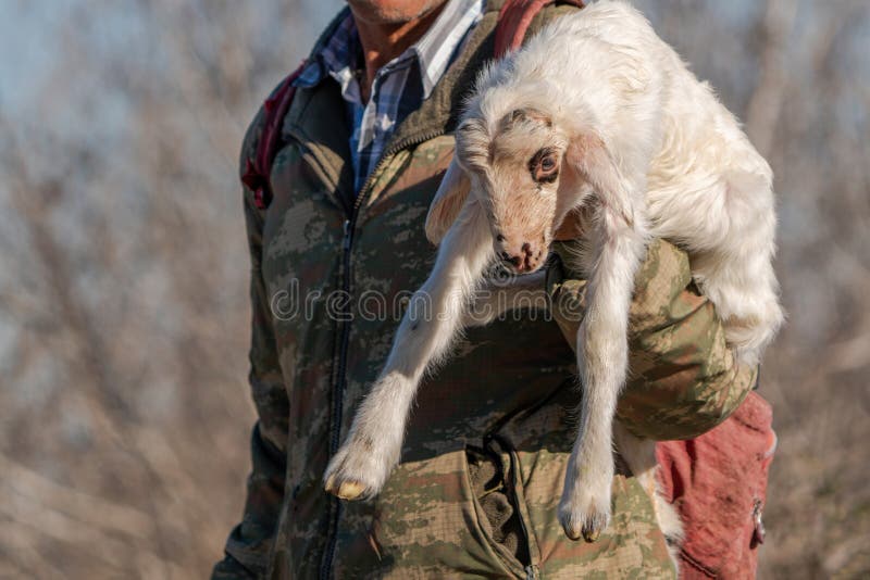 Pastor Llevando Su Cordero En Su Regazo Foto de archivo - Imagen de ...