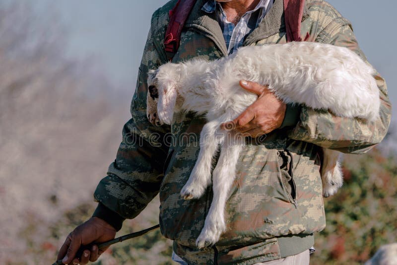 Pastor Llevando Su Cordero En Su Regazo Foto de archivo - Imagen de ...
