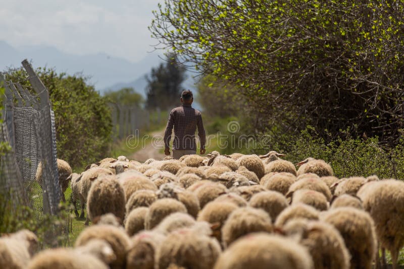 Pastor pastando sua ovelha foto de stock. Imagem de agricultura - 251540406