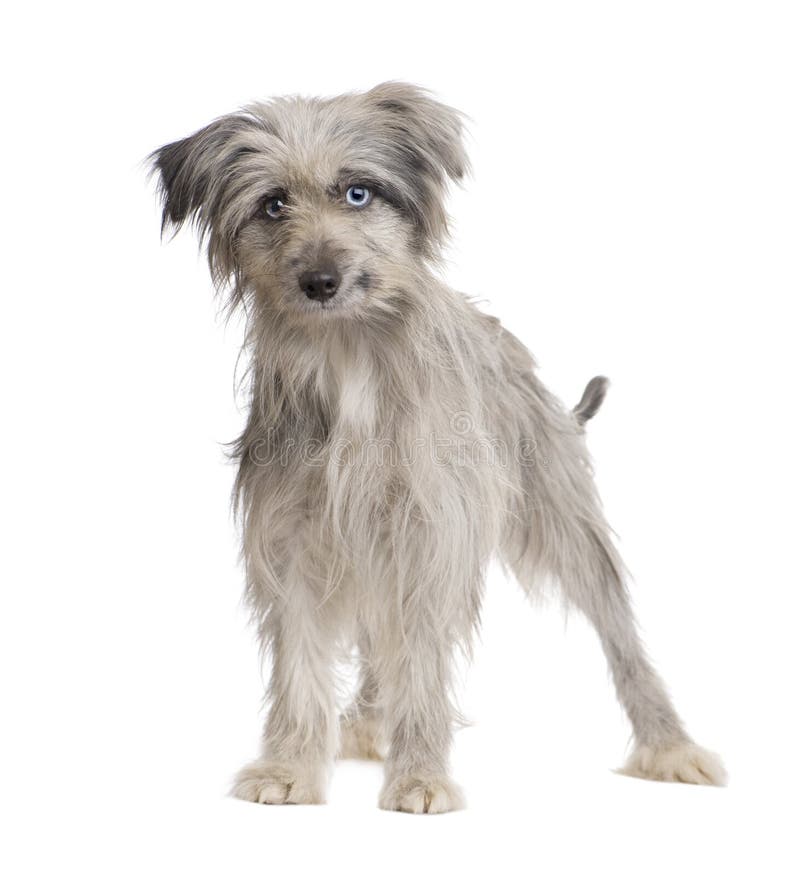 Pastor pirenaico (1 ano) imagem de stock. Imagem de besta - 7273987