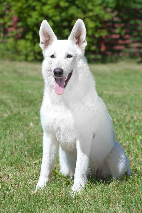 Pastor suizo blanco foto de archivo. Imagen de perro - 15066918
