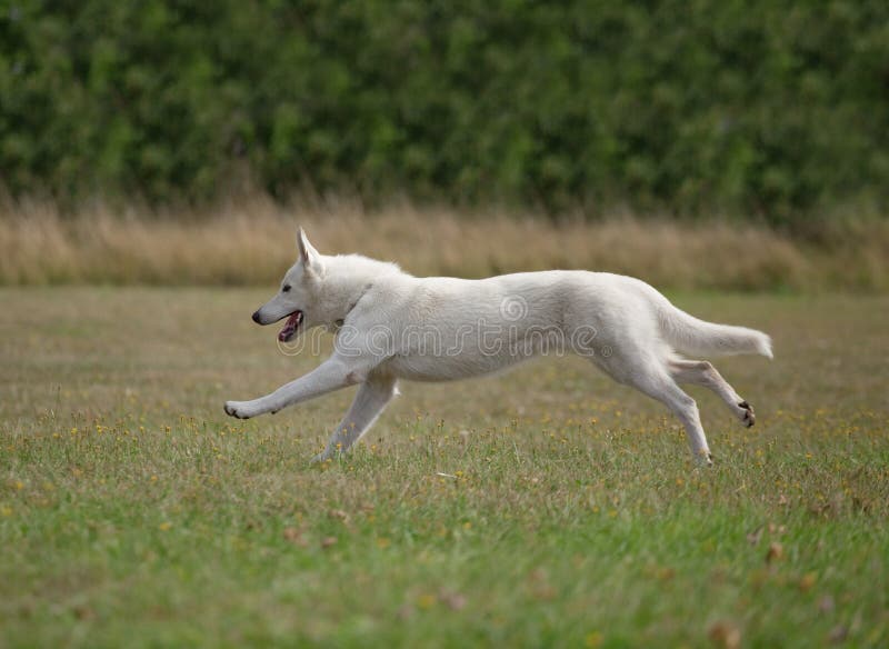 Pastor suizo blanco foto de archivo. Imagen de paro, doméstico - 20646002