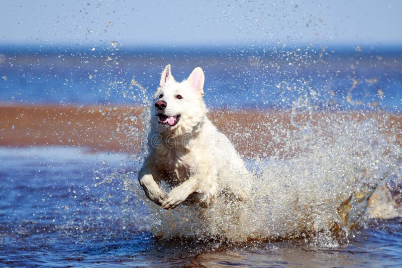 Pastor suizo blanco Dog foto de archivo. Imagen de berger - 32053700