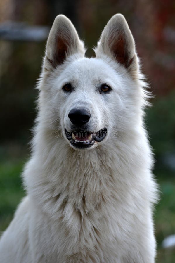 Pastor Suizo Blanco Principal Foto de archivo - Imagen de colmillos ...