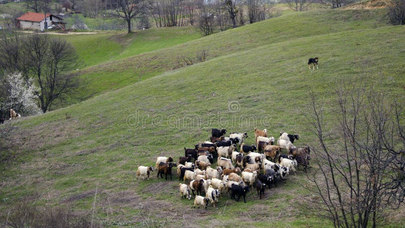Pastoral life stock image. Image of animal, goats, mammals - 53357393