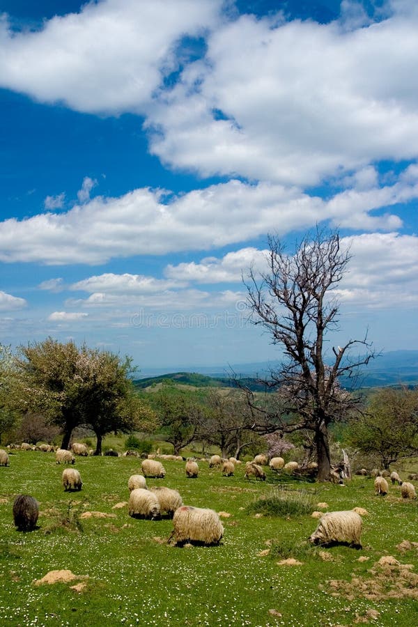Pastoral scene stock photo. Image of outside, shepherd - 4028296