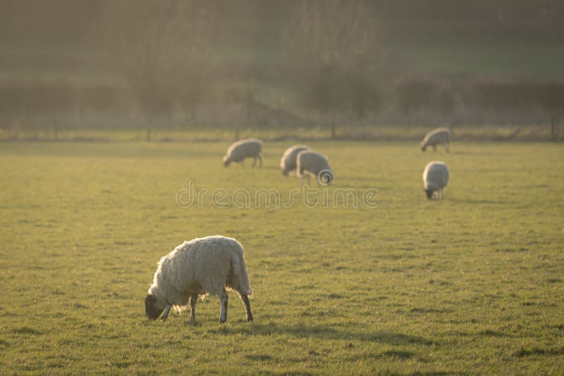 Pastoral Scene with Sheep in Field Stock Image - Image of animals ...