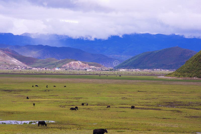 Pastoral scenery stock photo. Image of natural, animals - 21505254