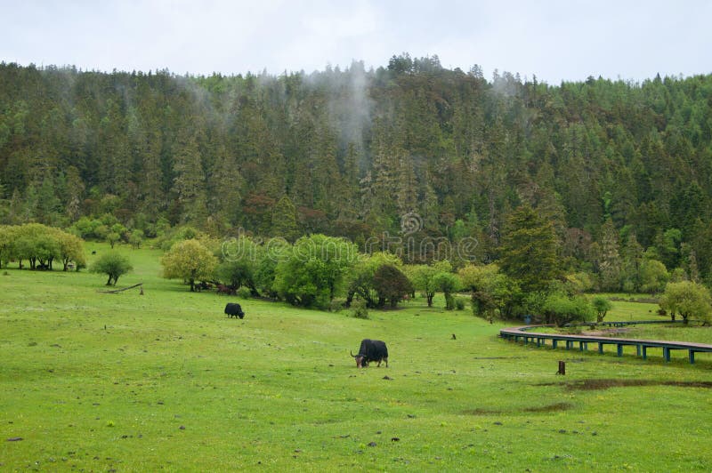 Pastoral scenery stock photo. Image of pastoral, agriculture - 24730306