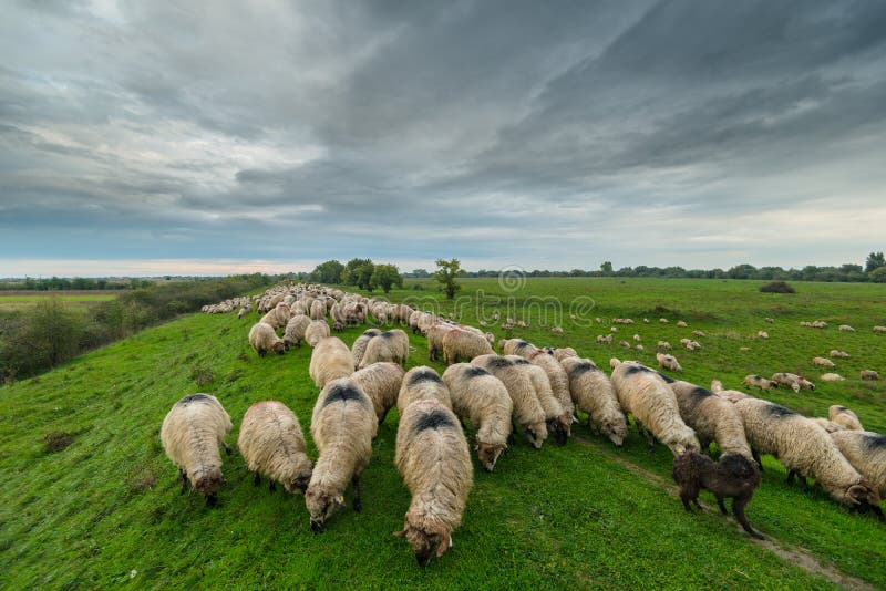 Pastoral Scenery with Flock of Sheep and Goats on River Bank Stock ...