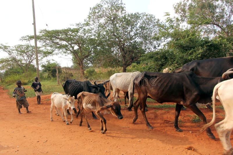 Pastoralism editorial photography. Image of africa, help - 23276807