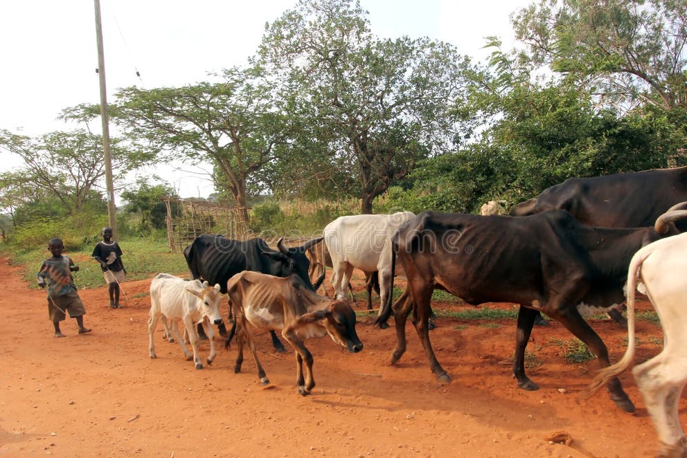 Pastoralism editorial photography. Image of africa, help - 23276807