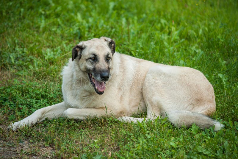 Cane di pastore turco fotografia stock. Immagine di ritratto - 9101160