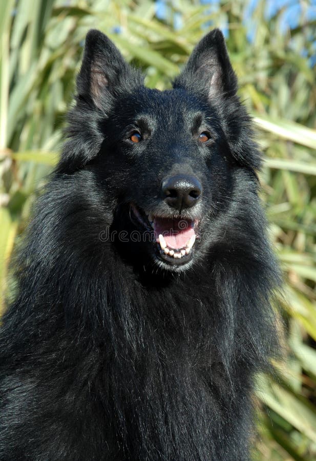 Pastore belga fotografia stock. Immagine di protezione - 2035360