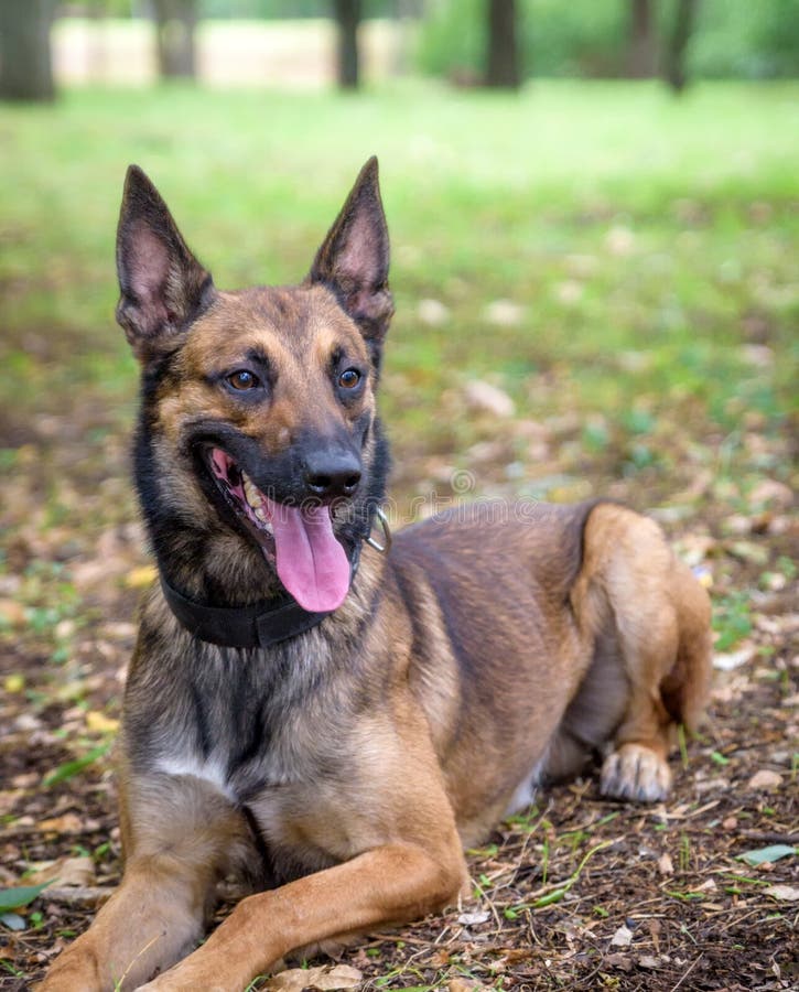 Pastore Belga Malinois Del Cane Fotografia Stock - Immagine di ...