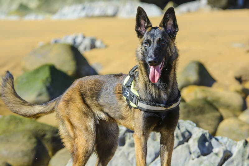 Pastore Belga Malinois 8 Mesi Sulla Spiaggia Immagine Stock - Immagine ...