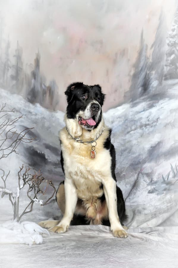 Pastore centroasiatico Dog immagine stock. Immagine di chiusura - 35737095