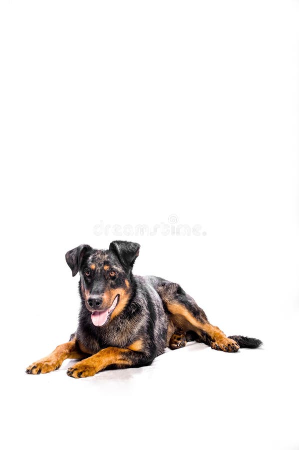 Grande Cane Da Pastore Francese Con Una Palla Fotografia Stock ...