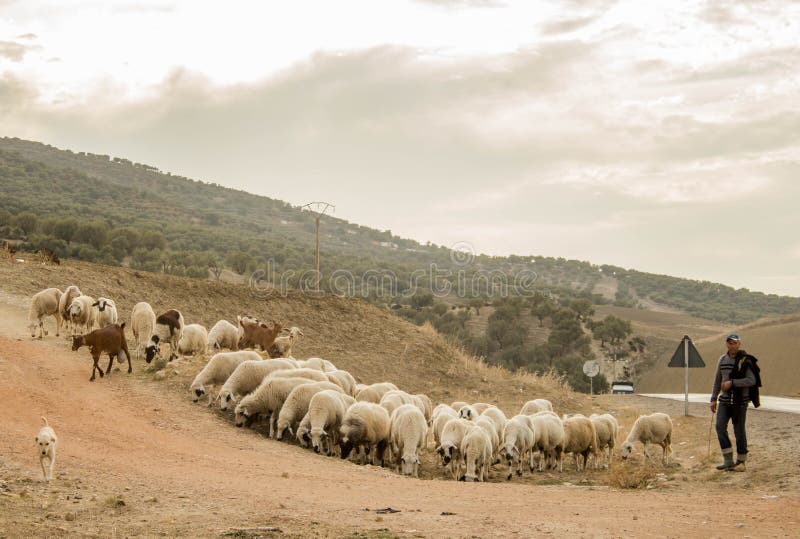 Gregge Principale Del Pastore Delle Pecore Fotografia Editoriale ...