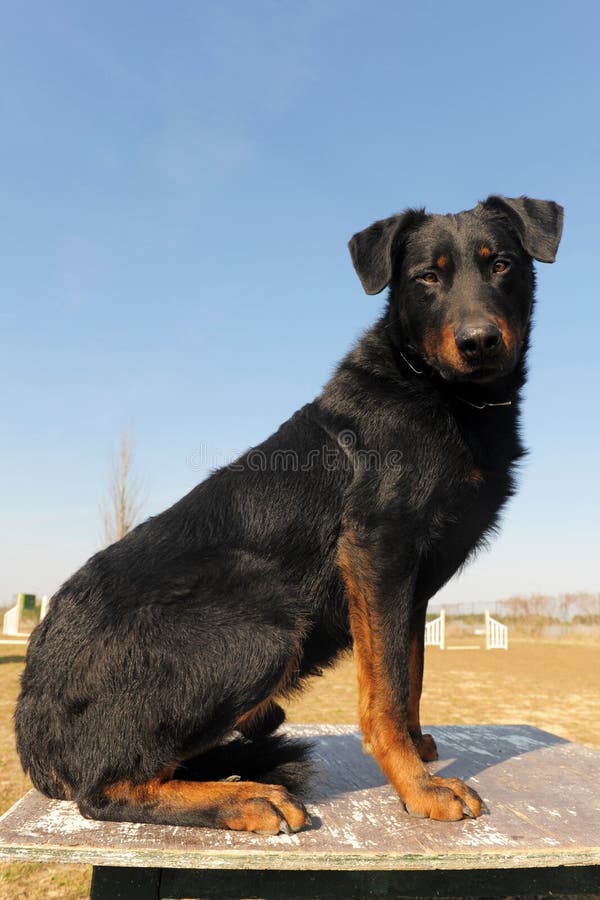 Pastore francese immagine stock. Immagine di cane, giù - 23234431