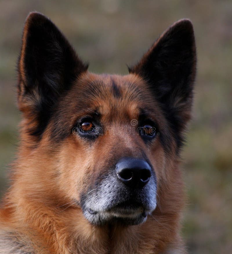 Cane Pastore Turco fotografia stock. Immagine di ritratto - 9101160