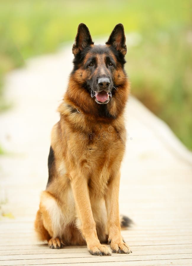 Pastore Tedesco adulto fotografia stock. Immagine di femmina - 48499960