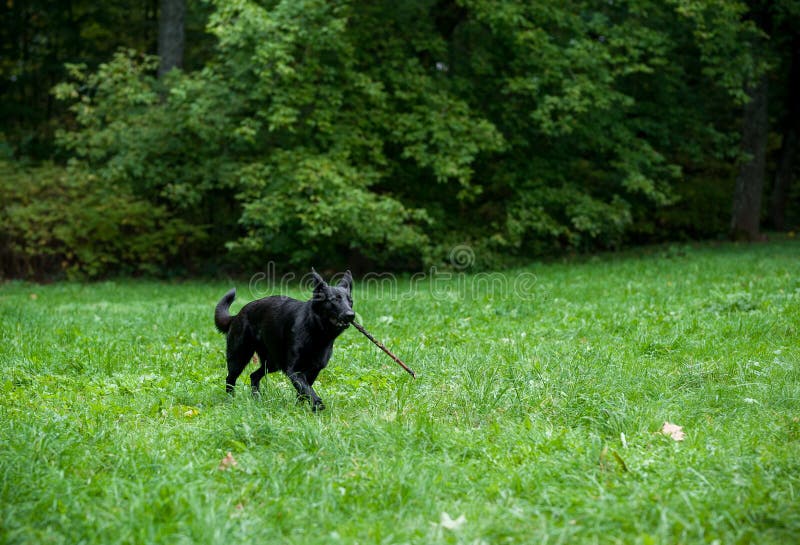 Pastore Tedesco Nero Dog Sitting Sull'erba Apra La Bocca Foglie Di ...