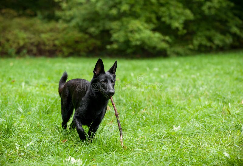 Pastore Tedesco Nero Dog Sitting Sull'erba Apra La Bocca Foglie Di ...