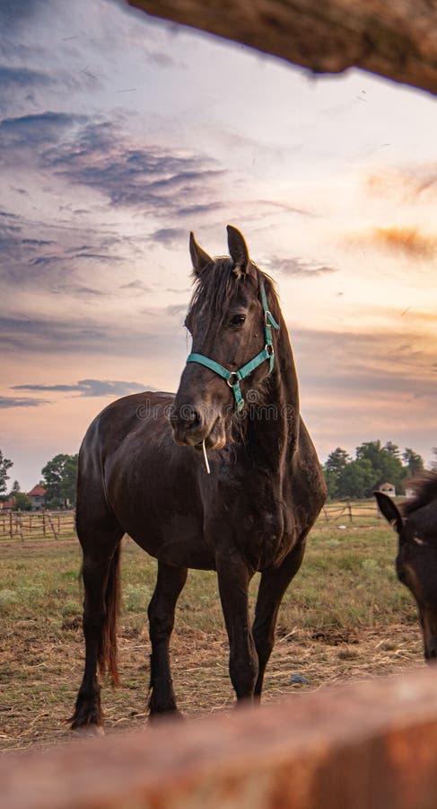Pastos De Caballos En Un Corral En Praderas Verdes. Foto de archivo ...