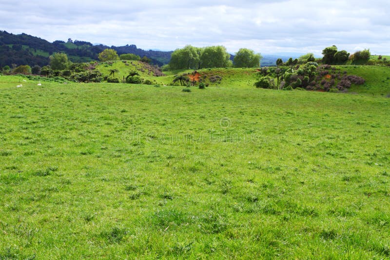 Pastos verdes foto de archivo. Imagen de nube, verano - 34721684