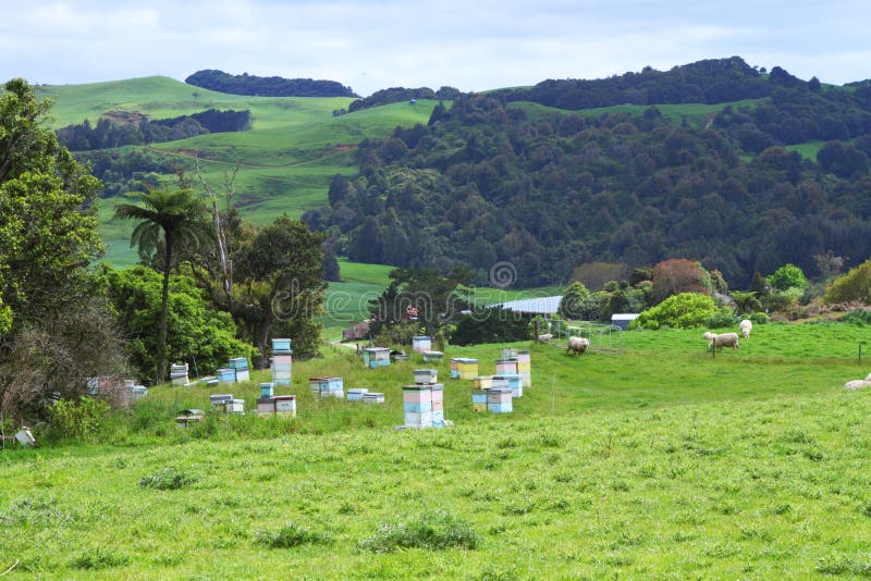 COLMENA DE LA ABEJA imagen de archivo. Imagen de bicho - 12475487