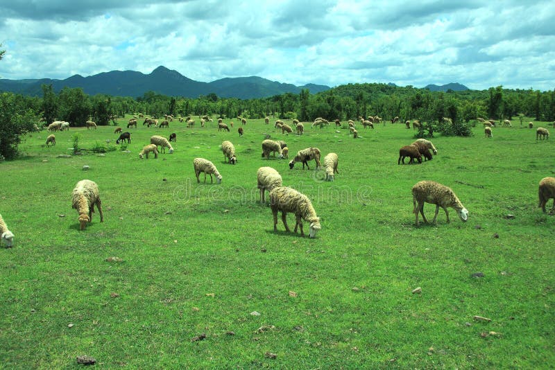 Pasture stock image. Image of farm, natural, mammal, pasture - 12393391