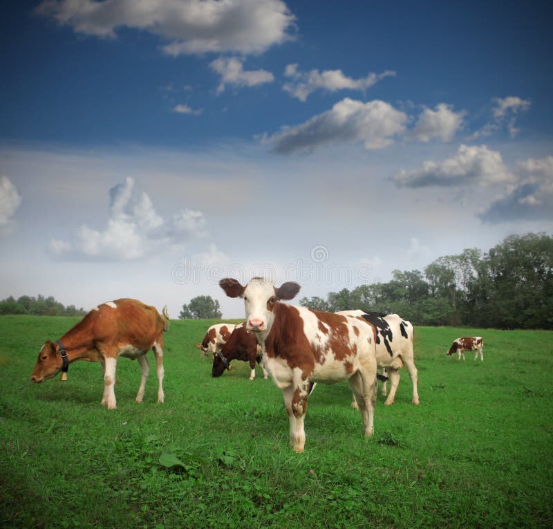 Cows stock image. Image of field, season, pastoral, pasture - 10012809