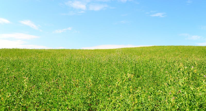 Wide Open Prairie with Lush Green Grass Stock Photo - Image of ...