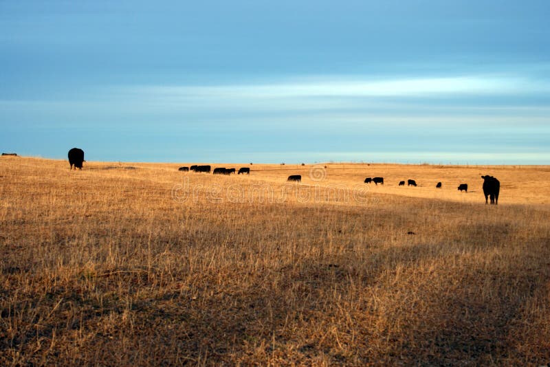 Beef Cattle in Pasture stock photo. Image of black, cattle - 5841346