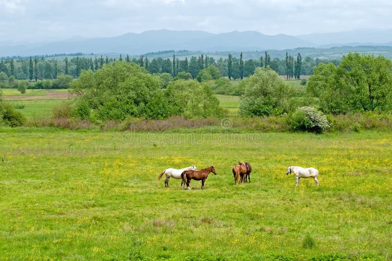 Pasture stock photo. Image of landscape, quiet, colorful - 18467242