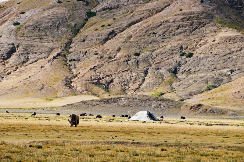 Pasture stock image. Image of plateau, livestock, pasture - 24725701