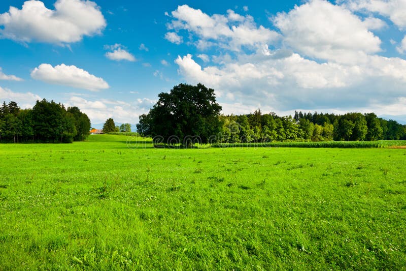 Meadow treeline stock photo. Image of leaves, woods, heathland - 14191114