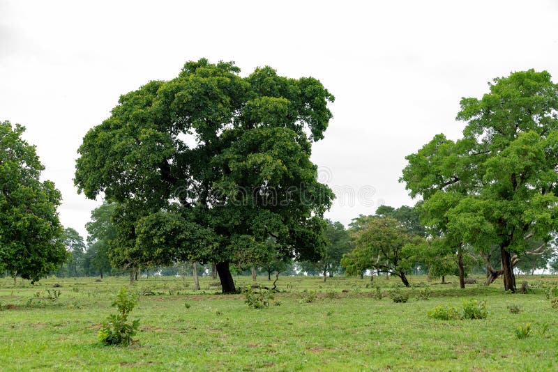 Pasture Area for Cattle Raising Stock Photo - Image of farm, nature ...