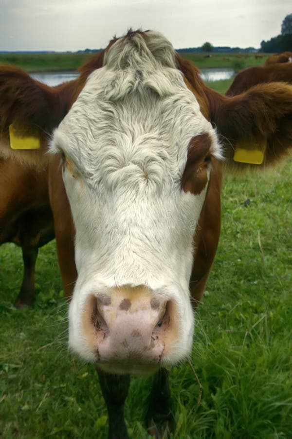 Cow closeup on meadow stock image. Image of graze, grass - 117633739