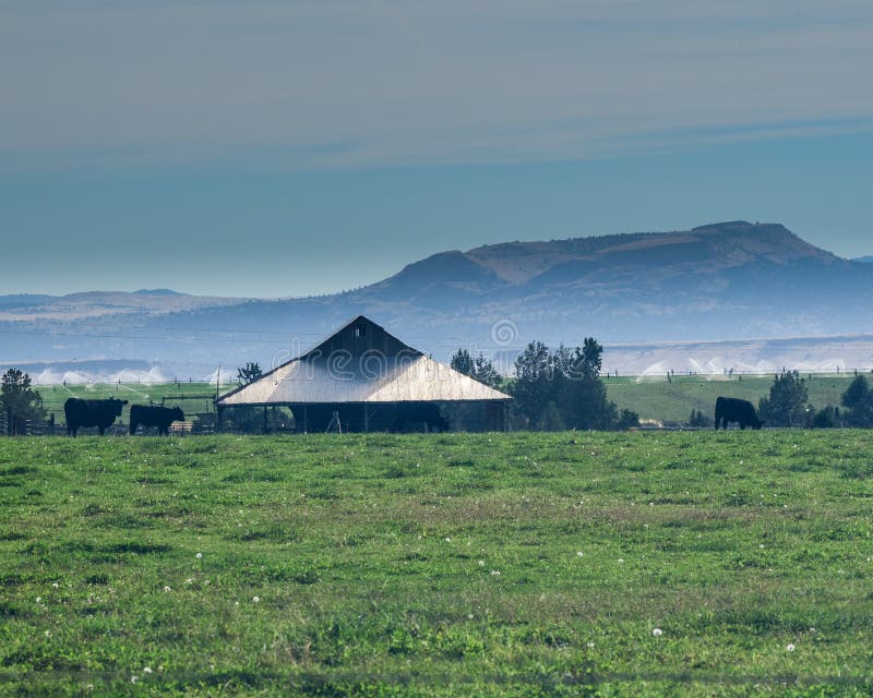 Pasture, Barn and Cattle stock image. Image of desert - 59802583