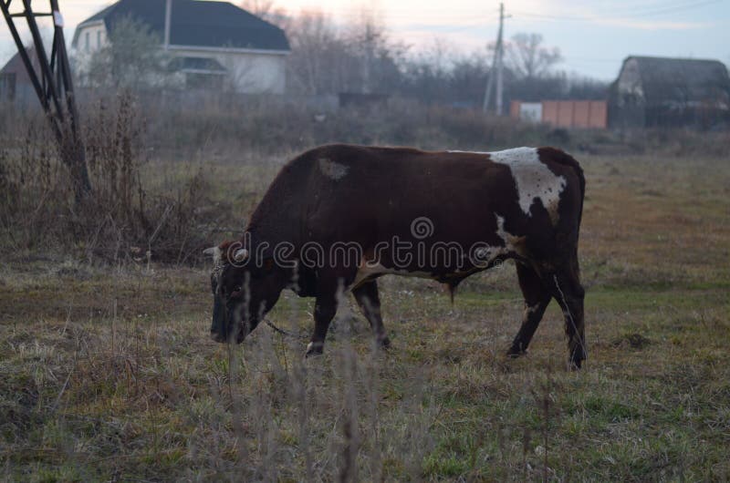 Pasture of a bull stock photo. Image of light, oklahoma - 88425476